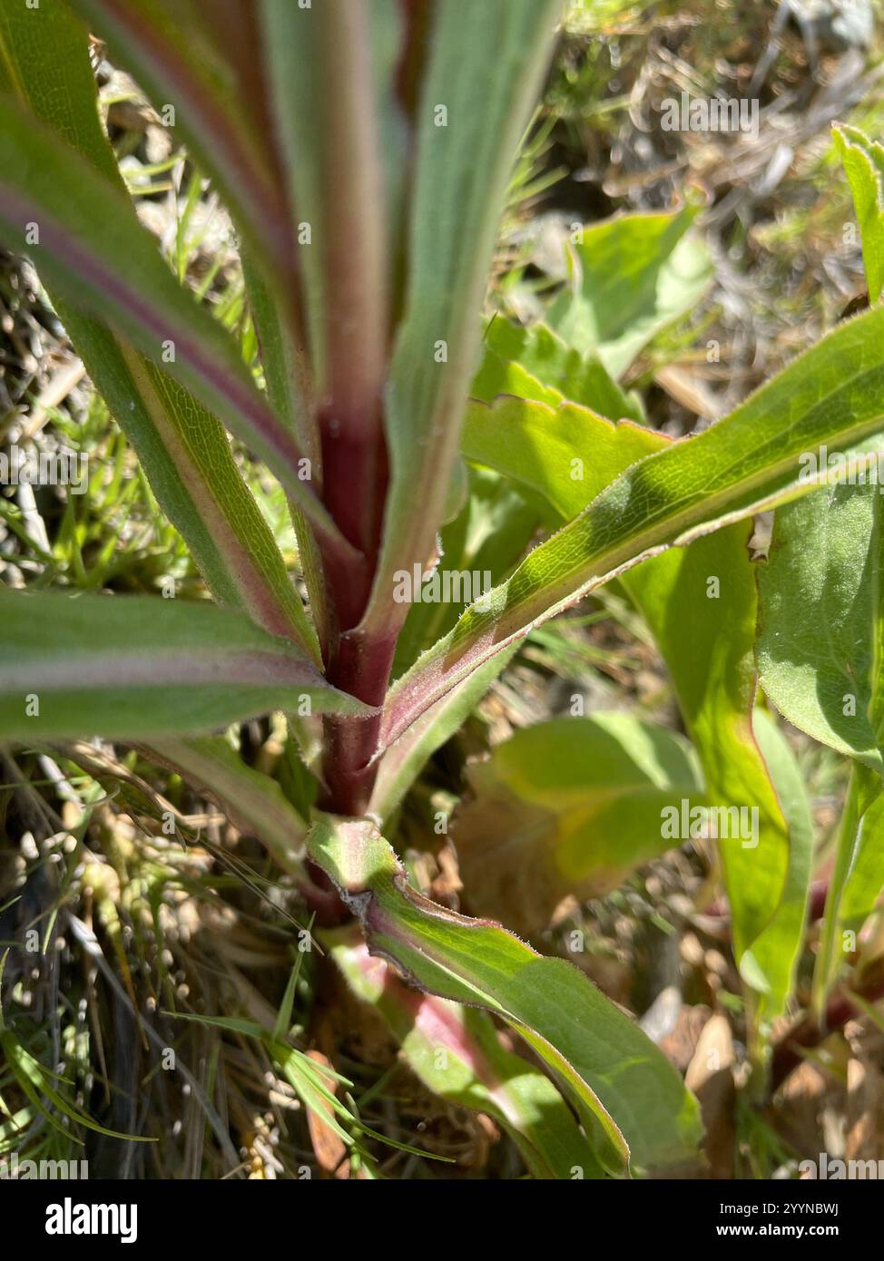 tall evening primrose (Oenothera elata Stock Photo - Alamy