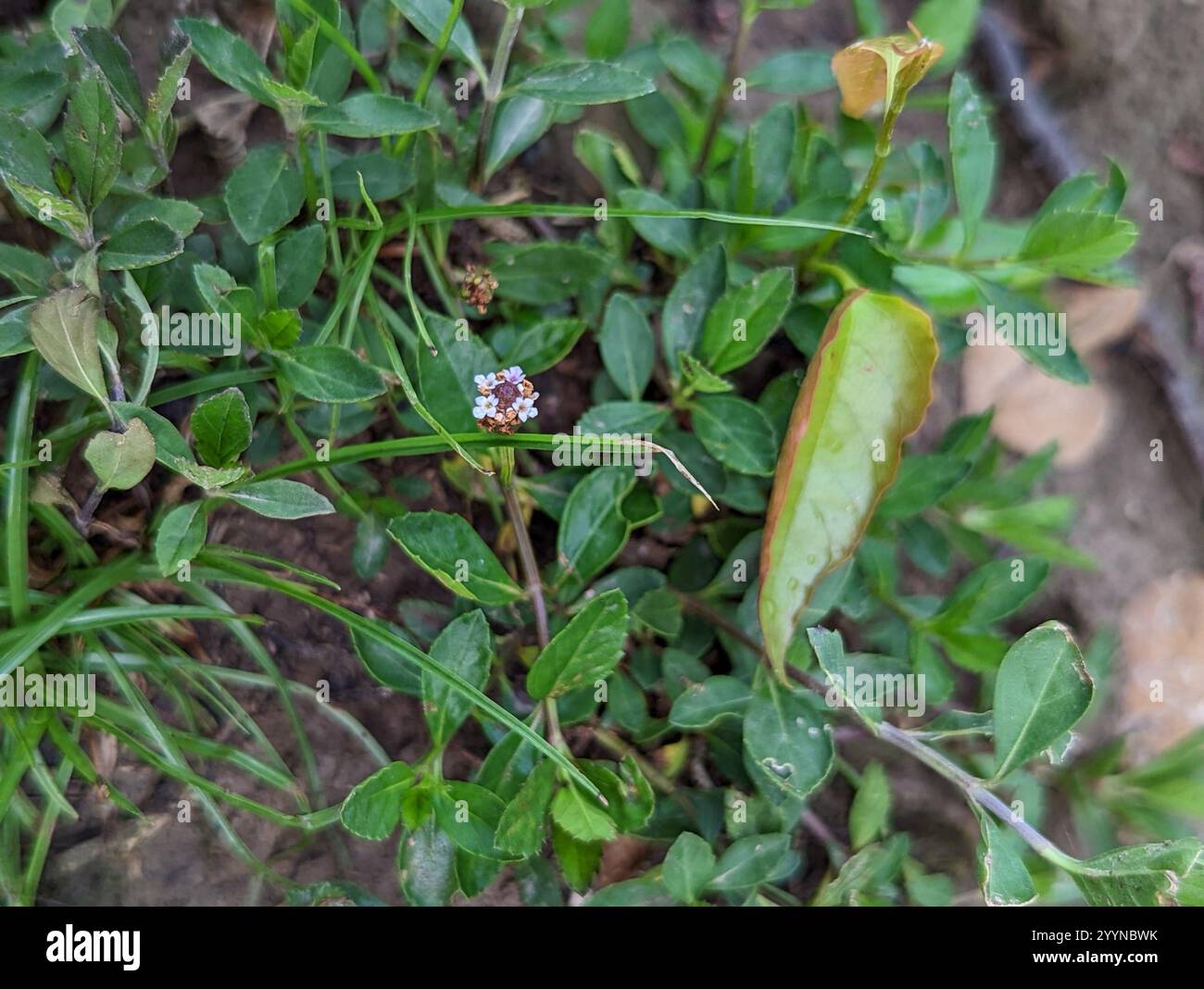 turkey tangle frogfruit (Phyla nodiflora Stock Photo - Alamy