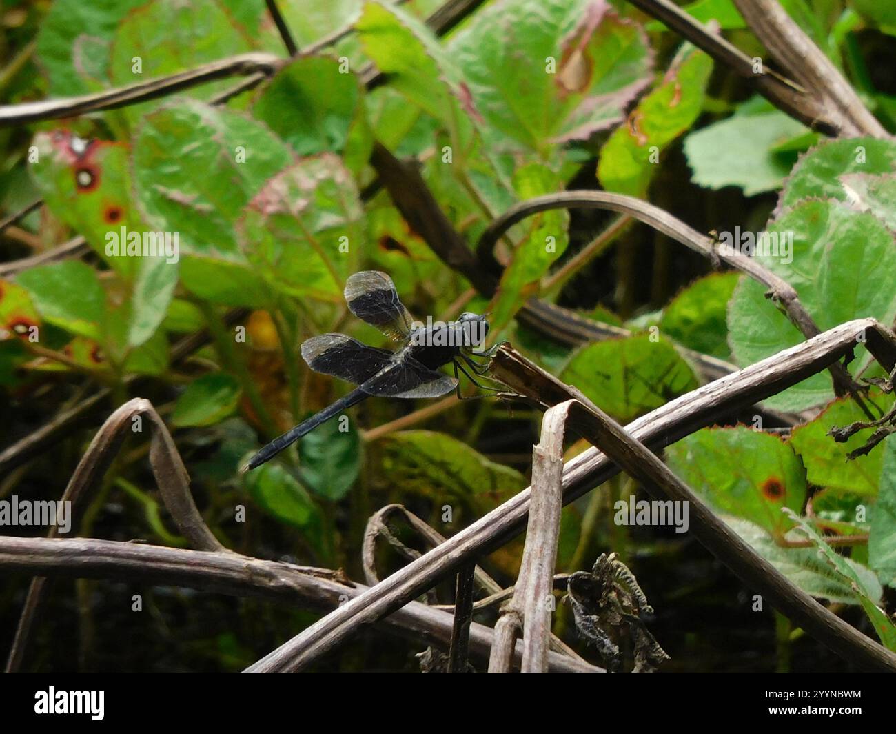 Black-winged Dragonlet (Erythrodiplax funerea Stock Photo - Alamy