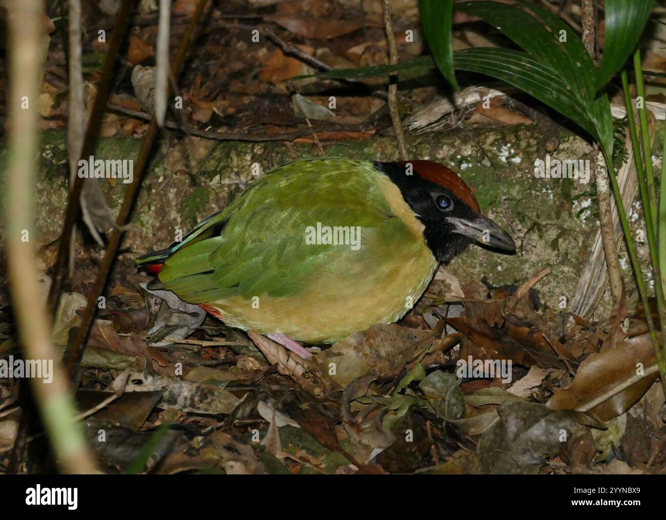 Noisy pitta pitta versicolor hi-res stock photography and images - Alamy