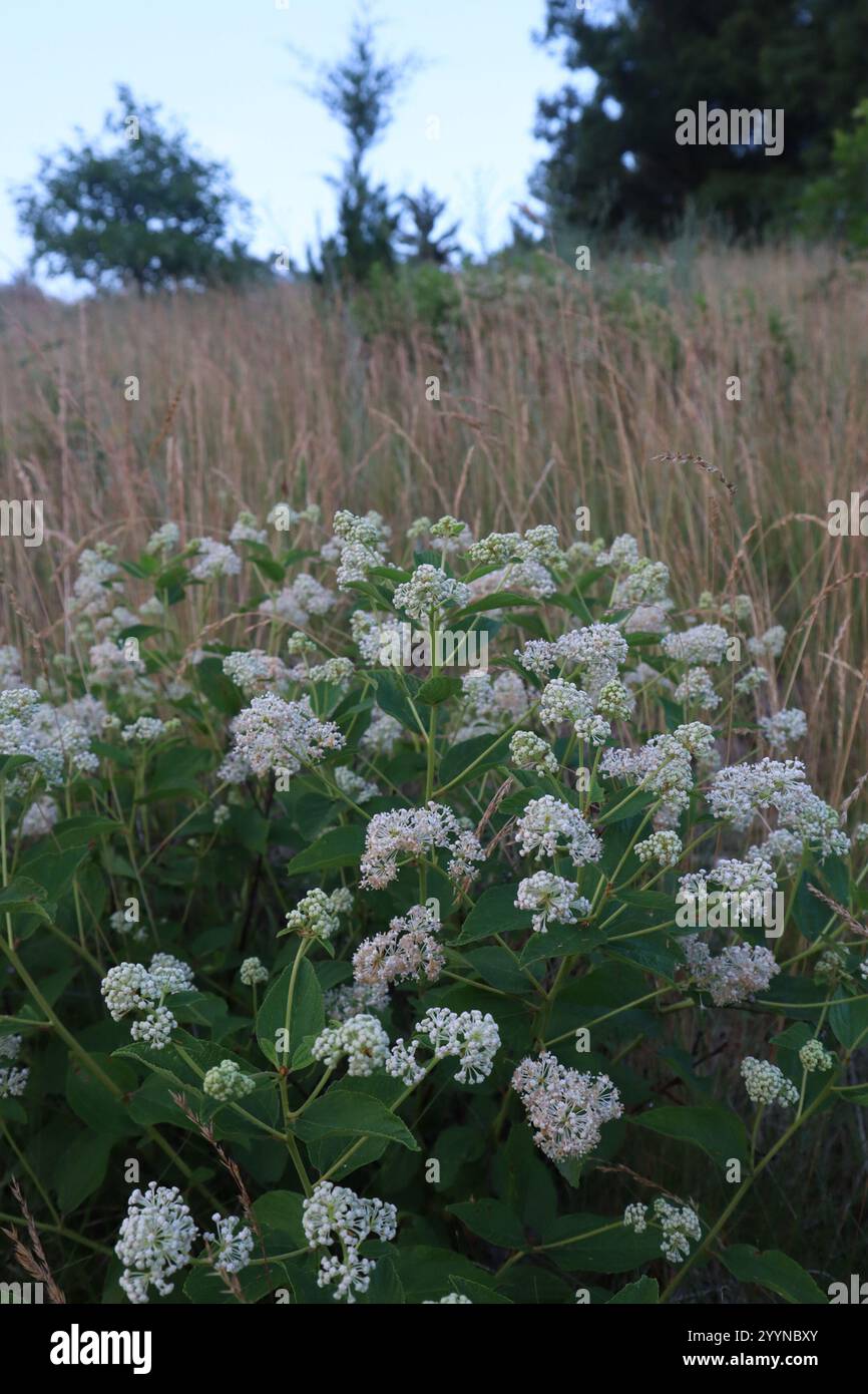 New Jersey tea (Ceanothus americanus Stock Photo - Alamy