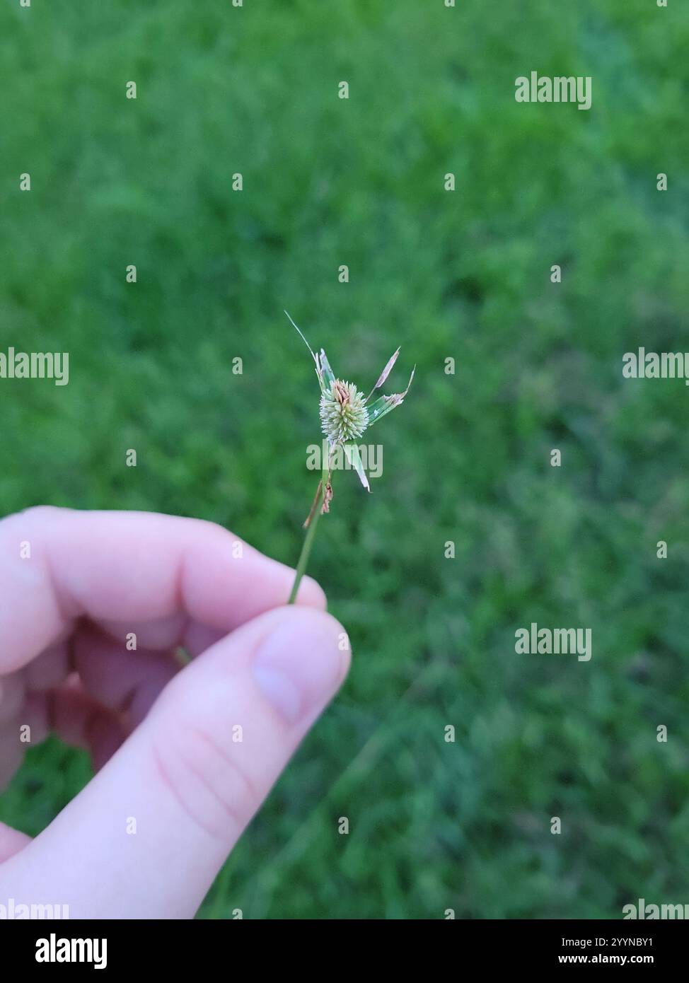 Shortleaf Spikesedge (Cyperus brevifolius Stock Photo - Alamy