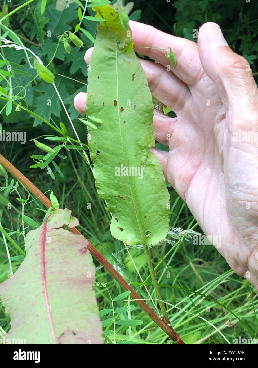 Clustered Dock (Rumex conglomeratus Stock Photo - Alamy