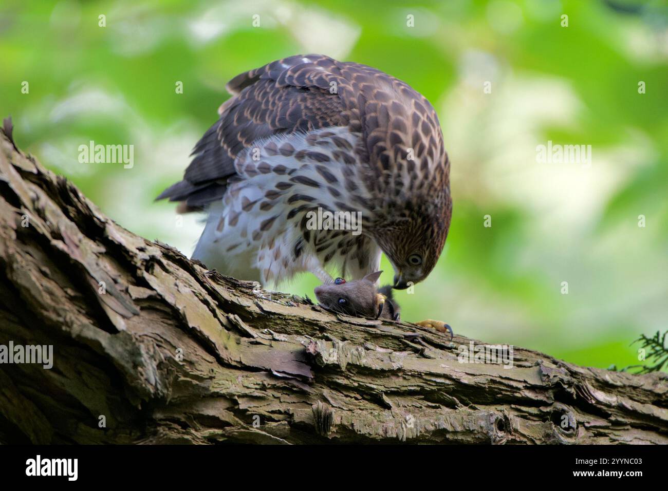 Cooper's Hawk (Astur cooperii Stock Photo - Alamy
