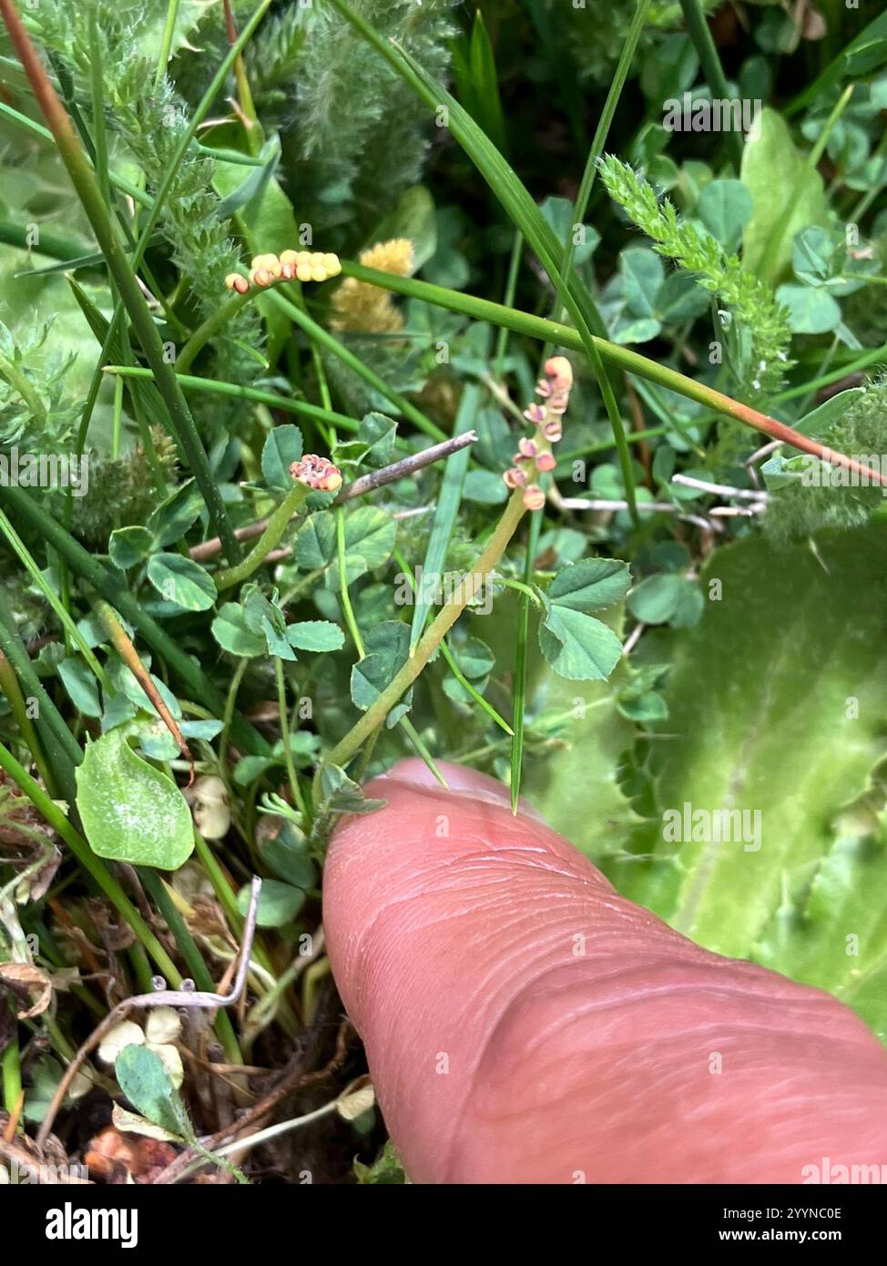 little grapefern (Botrychium simplex Stock Photo - Alamy