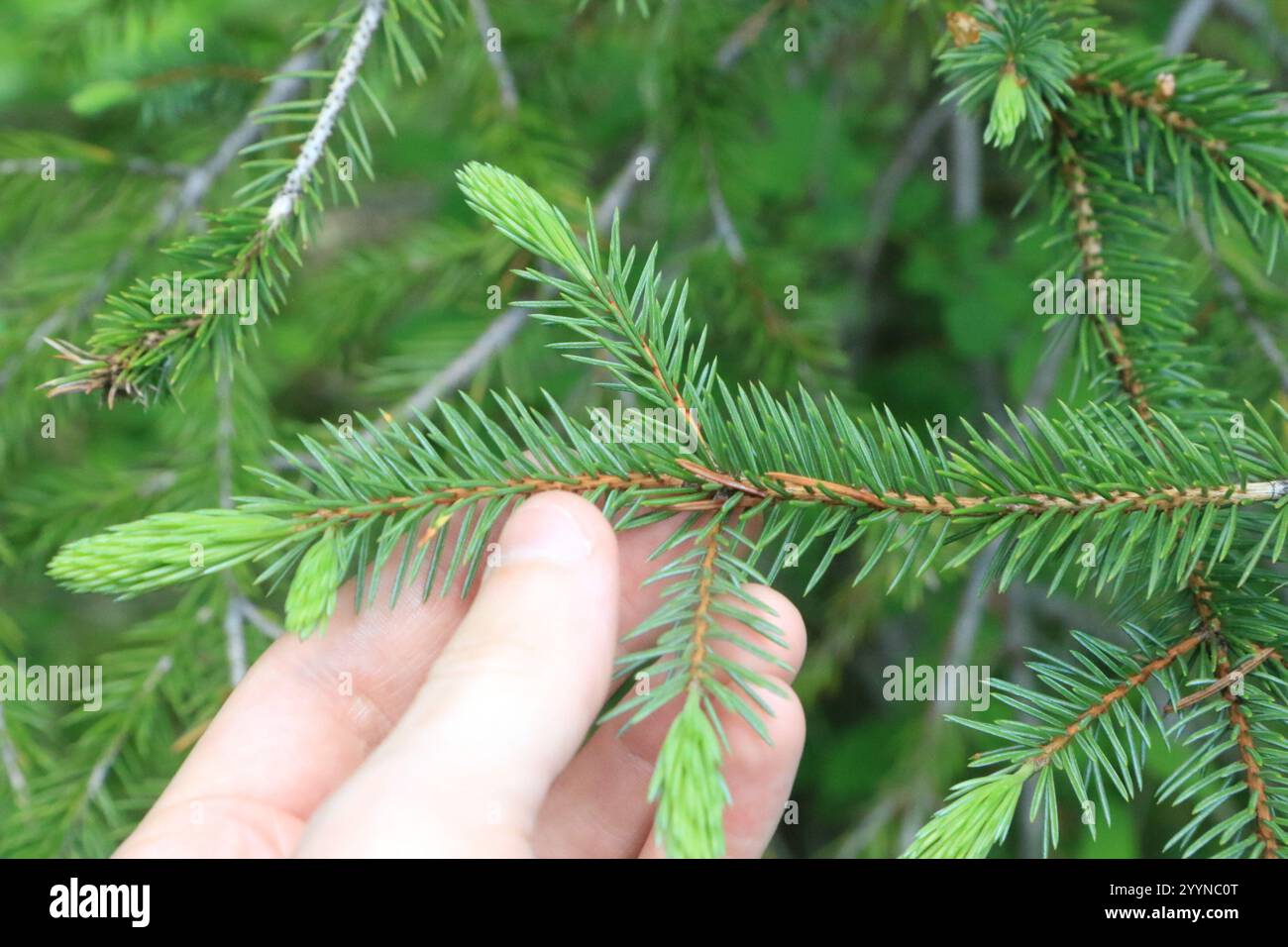 Engelmann spruce (Picea engelmannii Stock Photo - Alamy