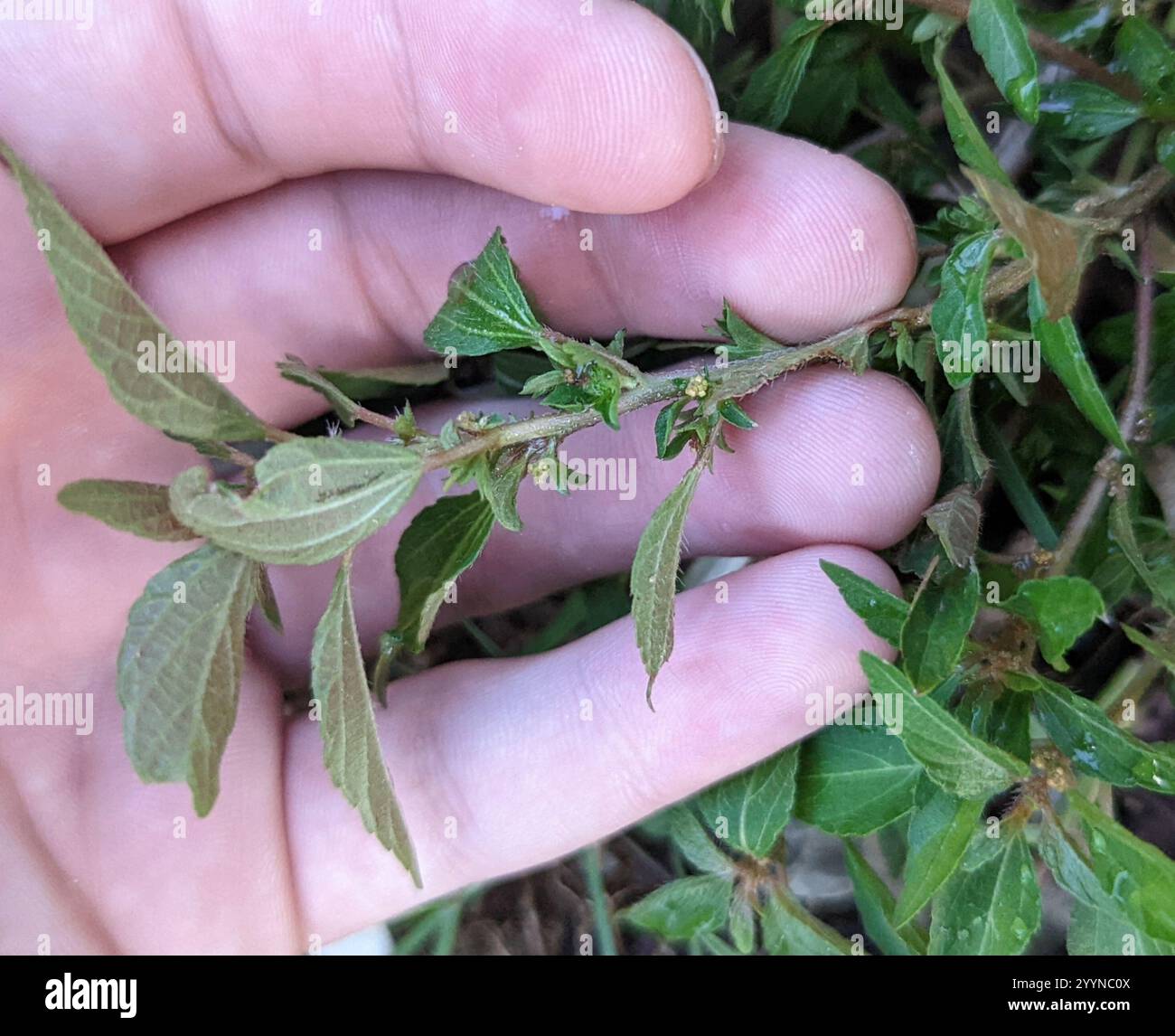 Virginia Three-seed Mercury (Acalypha virginica Stock Photo - Alamy