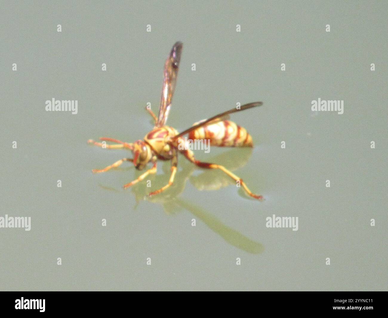 Apache Paper Wasp (Polistes apachus Stock Photo - Alamy