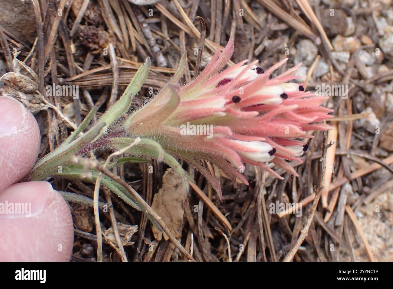 dwarf alpine Indian paintbrush (Castilleja nana Stock Photo - Alamy