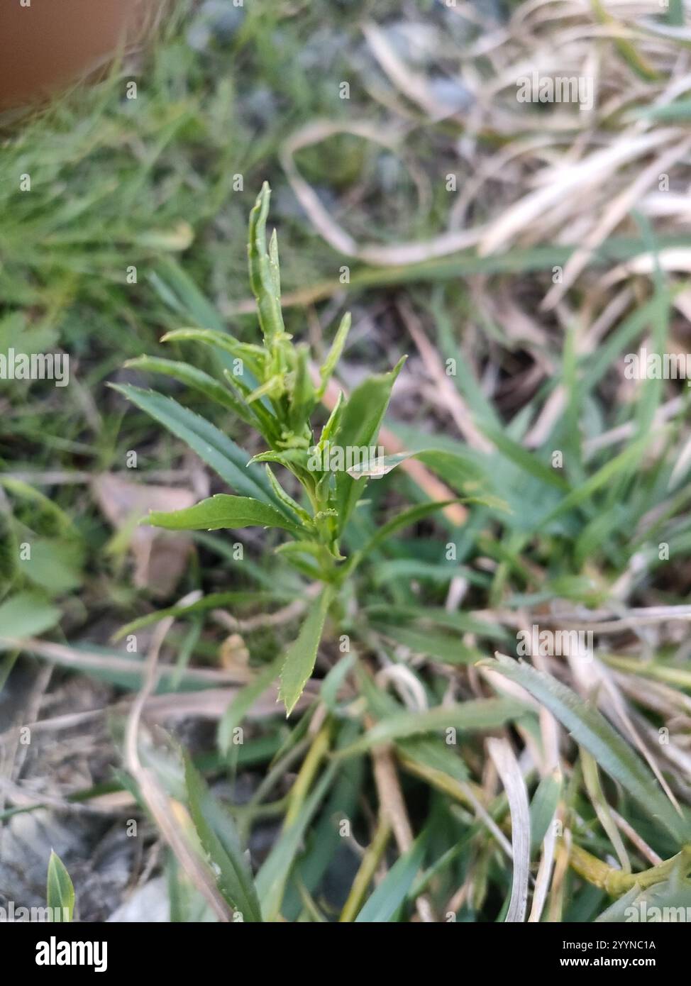 African Pepperwort (Lepidium africanum Stock Photo - Alamy