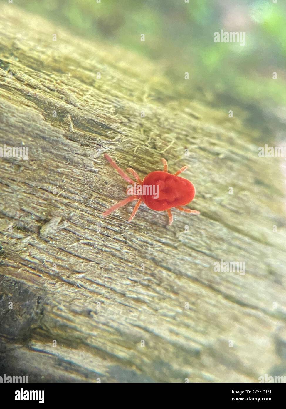 Sumo Mites (Allothrombium Stock Photo - Alamy