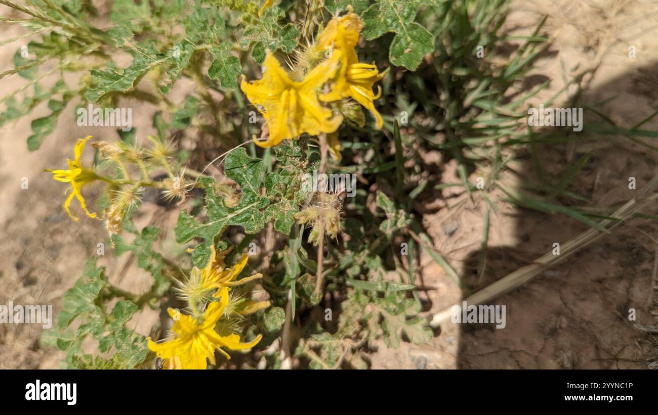 buffalo-bur (Solanum rostratum Stock Photo - Alamy