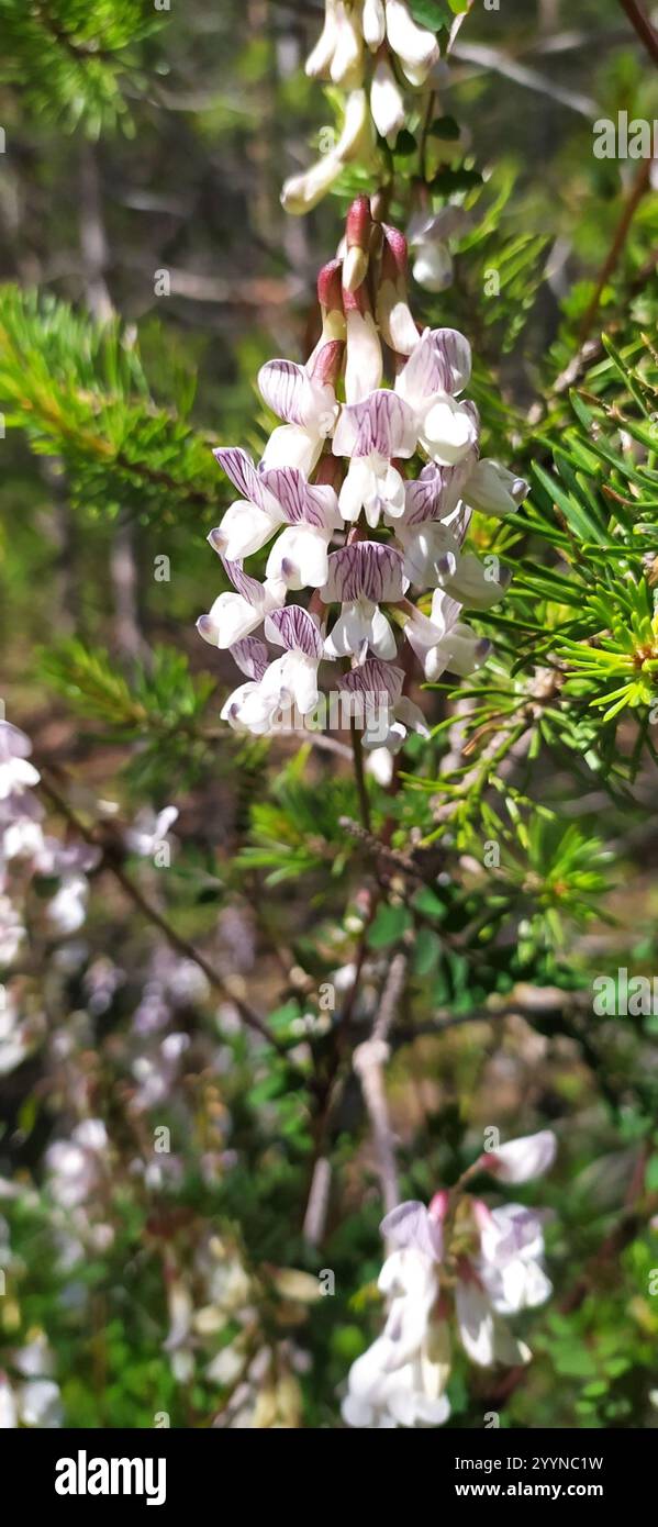 Wood Vetch (Vicia sylvatica Stock Photo - Alamy