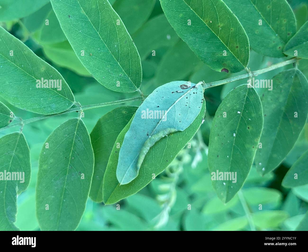 locust gall midge (Obolodiplosis robiniae Stock Photo - Alamy