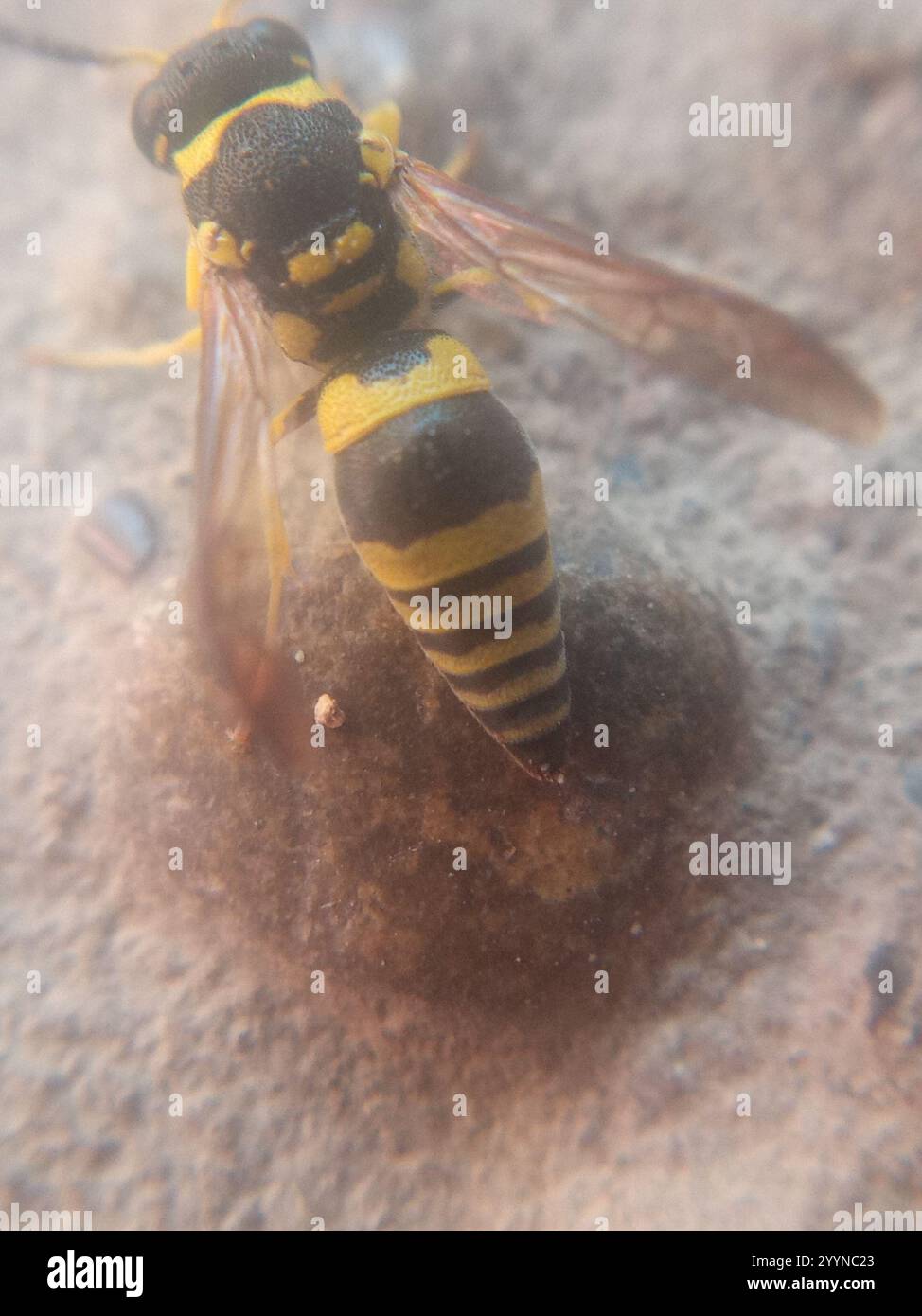 Ancistrocerus gazella hi-res stock photography and images - Alamy