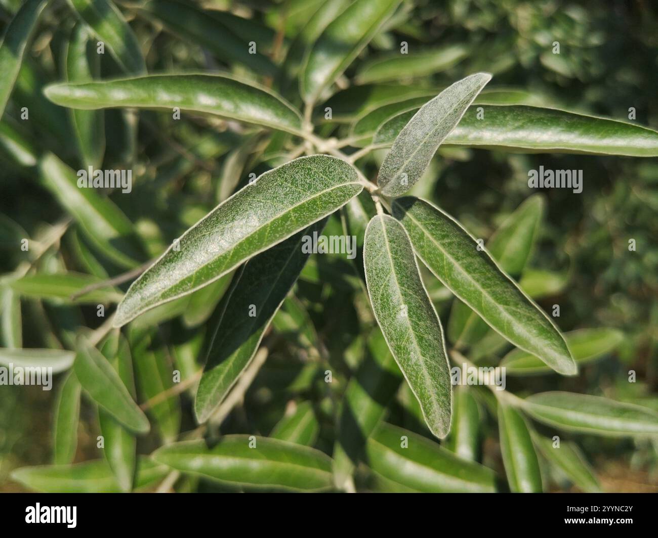 Russian olive (Elaeagnus angustifolia Stock Photo - Alamy