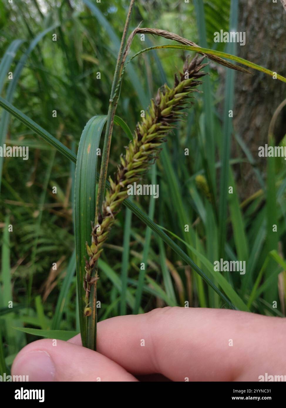 lake sedge (Carex lacustris Stock Photo - Alamy