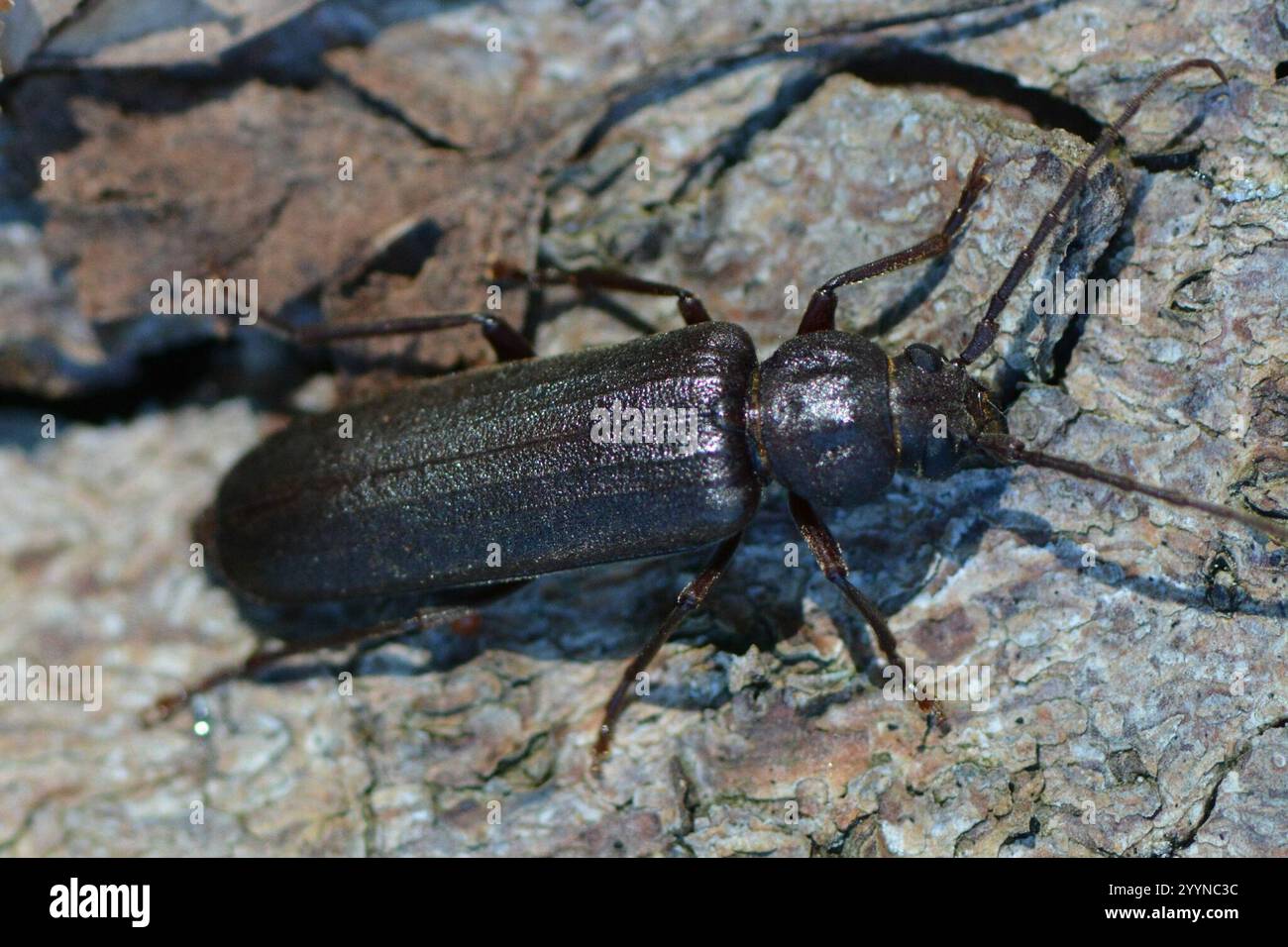 Rust Pine Borer (Arhopalus rusticus Stock Photo - Alamy