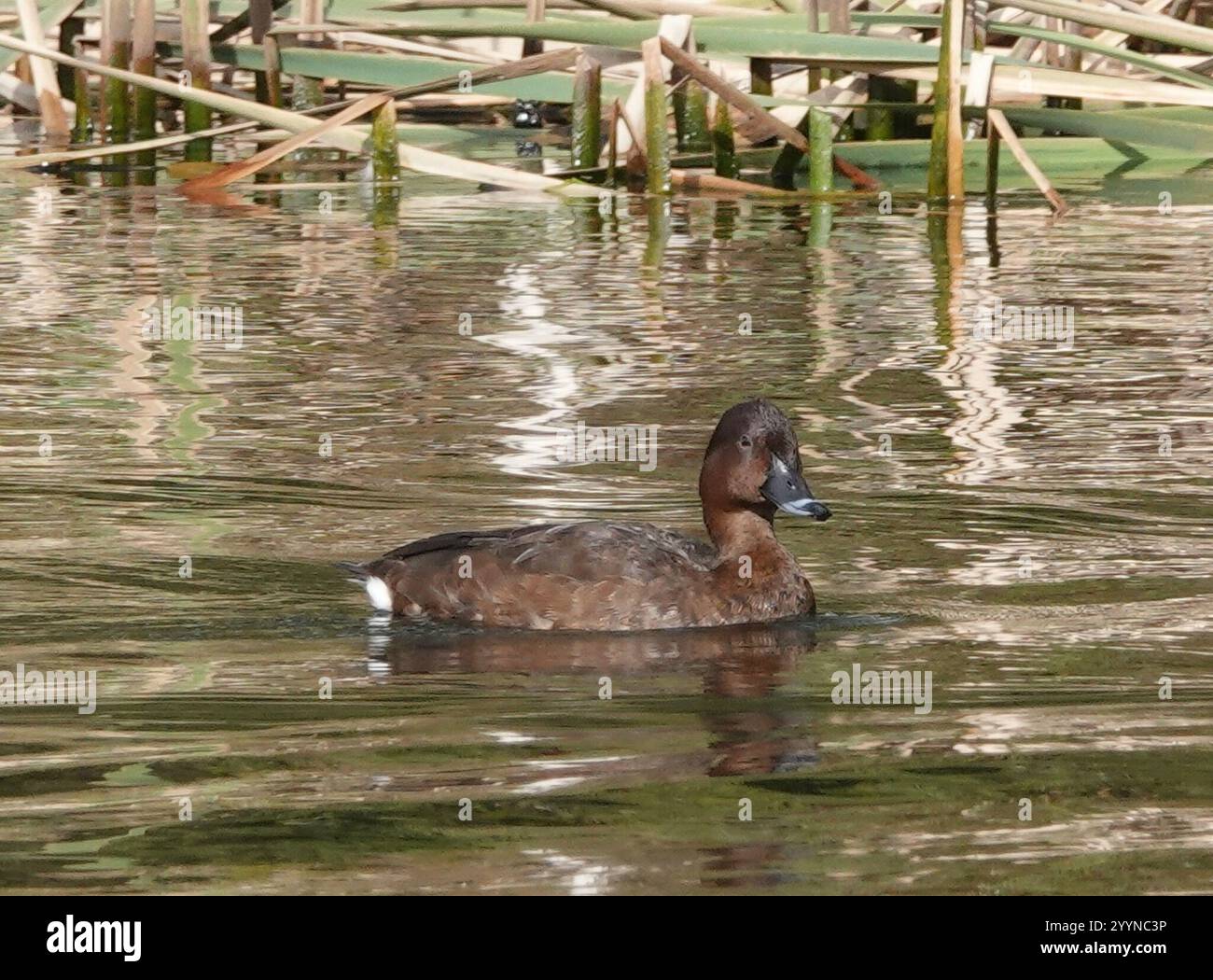 Hardhead (Aythya australis Stock Photo - Alamy