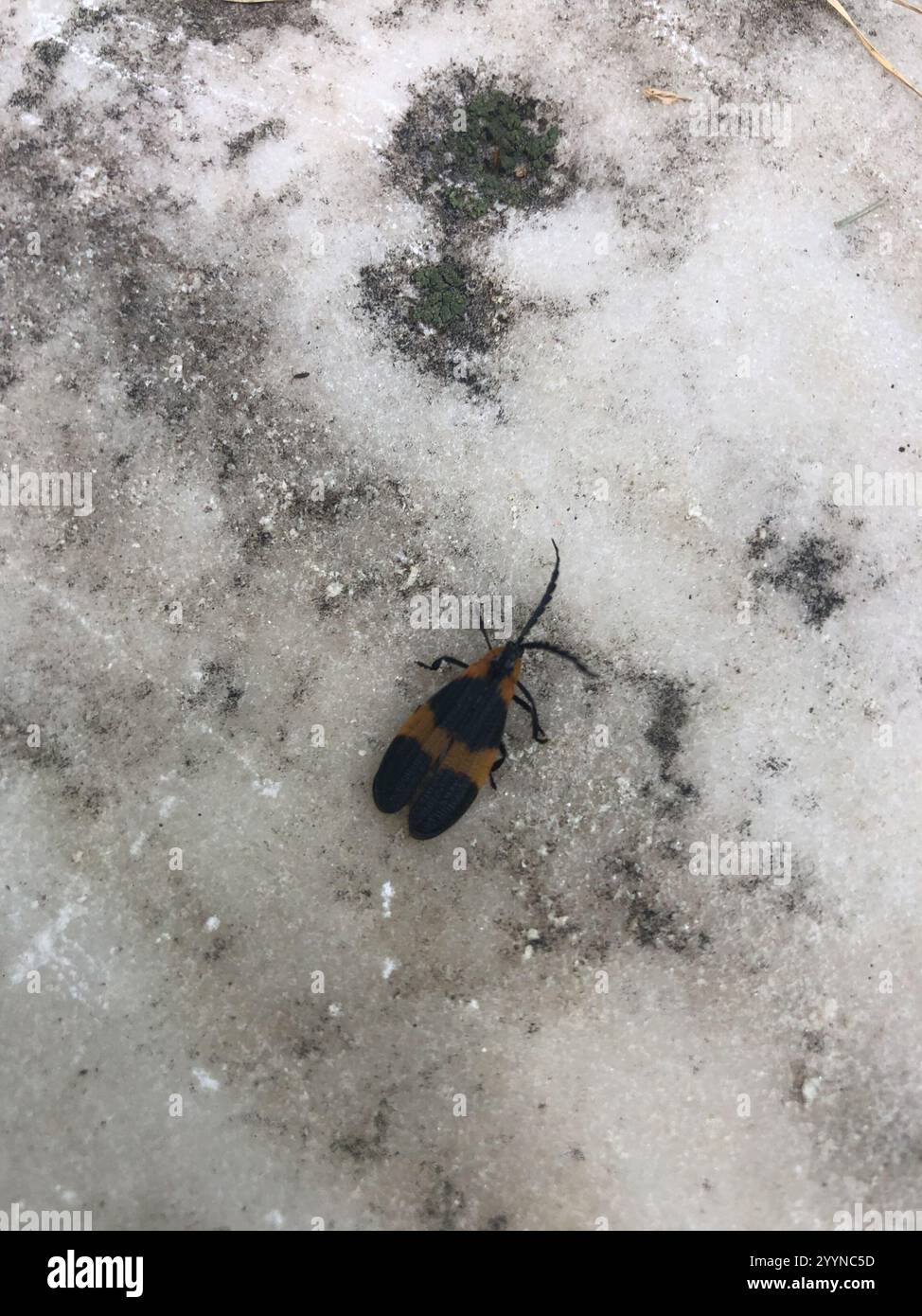 Reticulated Net-winged Beetle (Calopteron reticulatum Stock Photo - Alamy