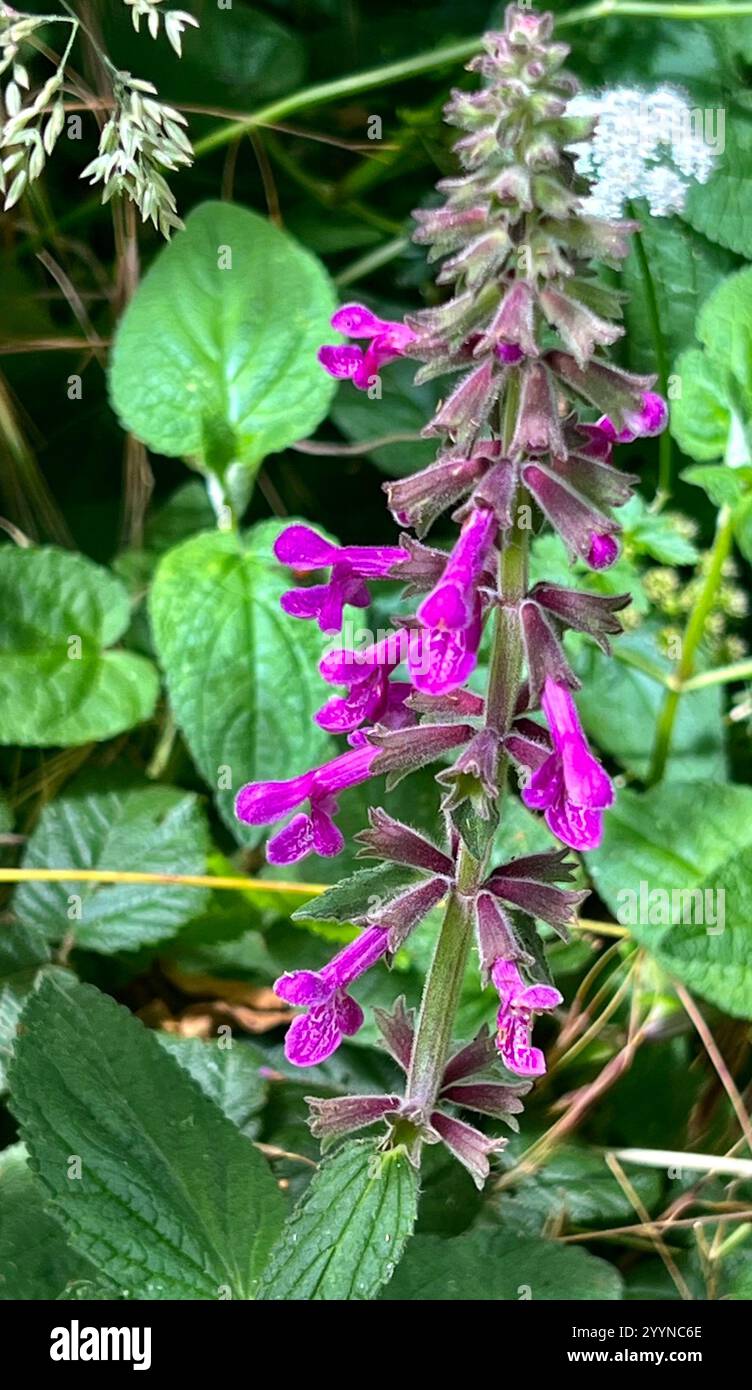 Coastal Hedge-nettle (Stachys chamissonis Stock Photo - Alamy