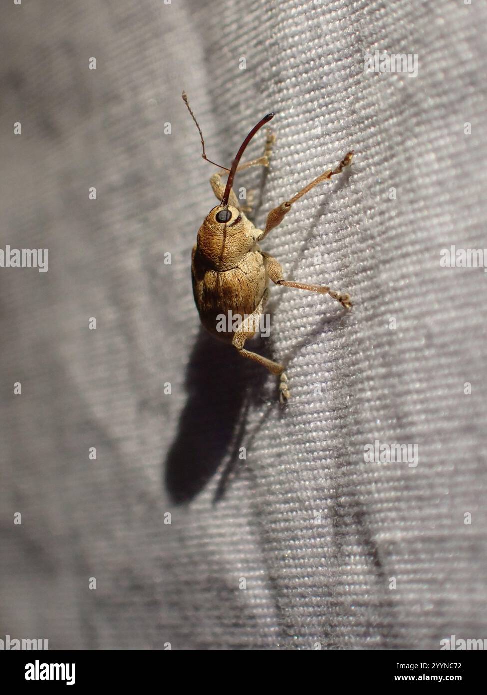 Nut and Acorn Weevils (Curculio Stock Photo - Alamy