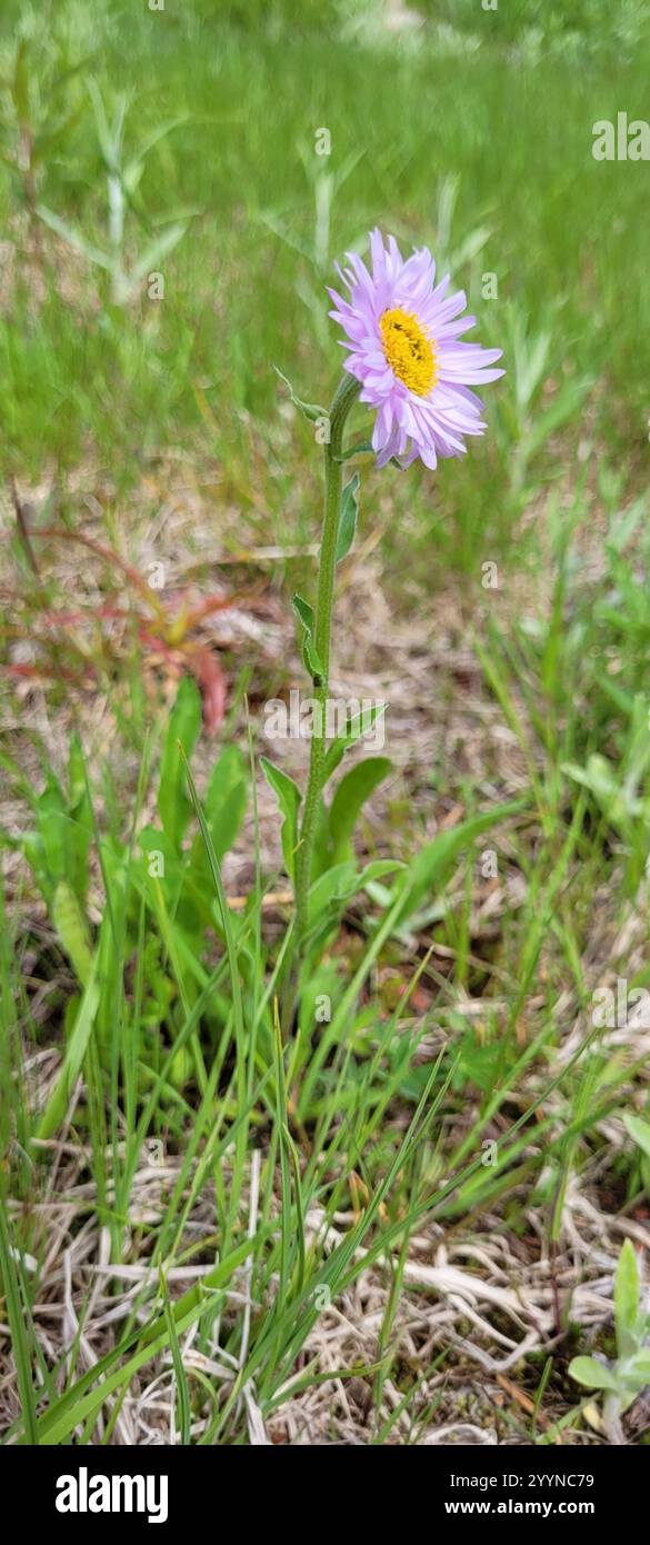 Wandering daisy (Erigeron peregrinus Stock Photo - Alamy