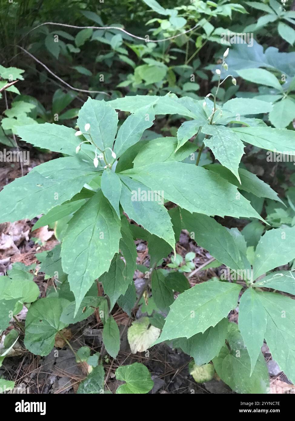 whorled wood aster (Oclemena acuminata Stock Photo - Alamy