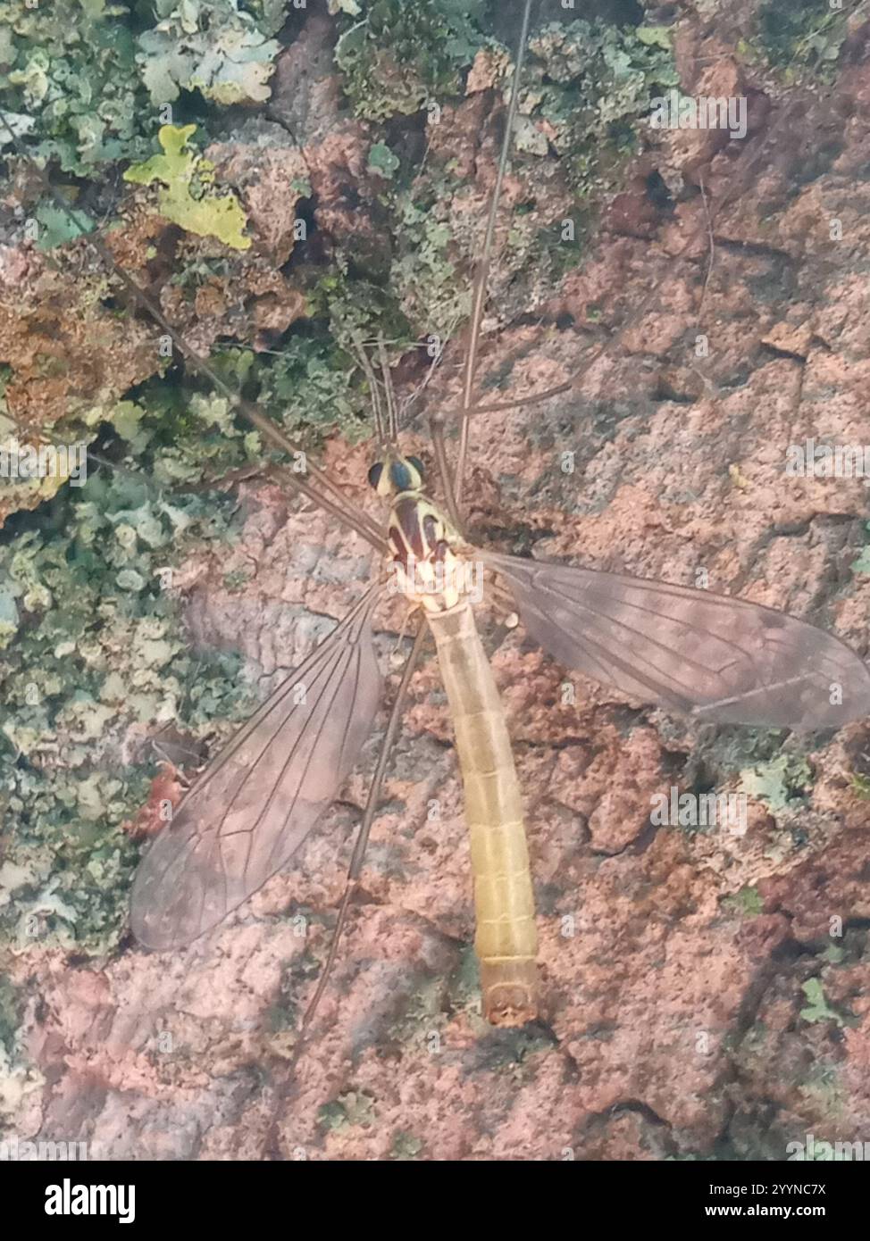 Spotted Cranefly (Nephrotoma appendiculata Stock Photo - Alamy