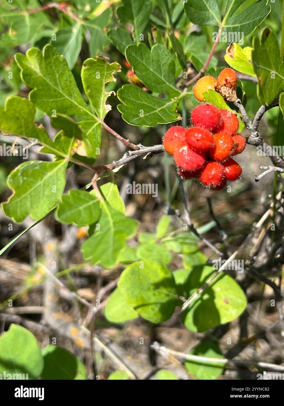 Skunkbush Sumac (Rhus trilobata trilobata Stock Photo - Alamy