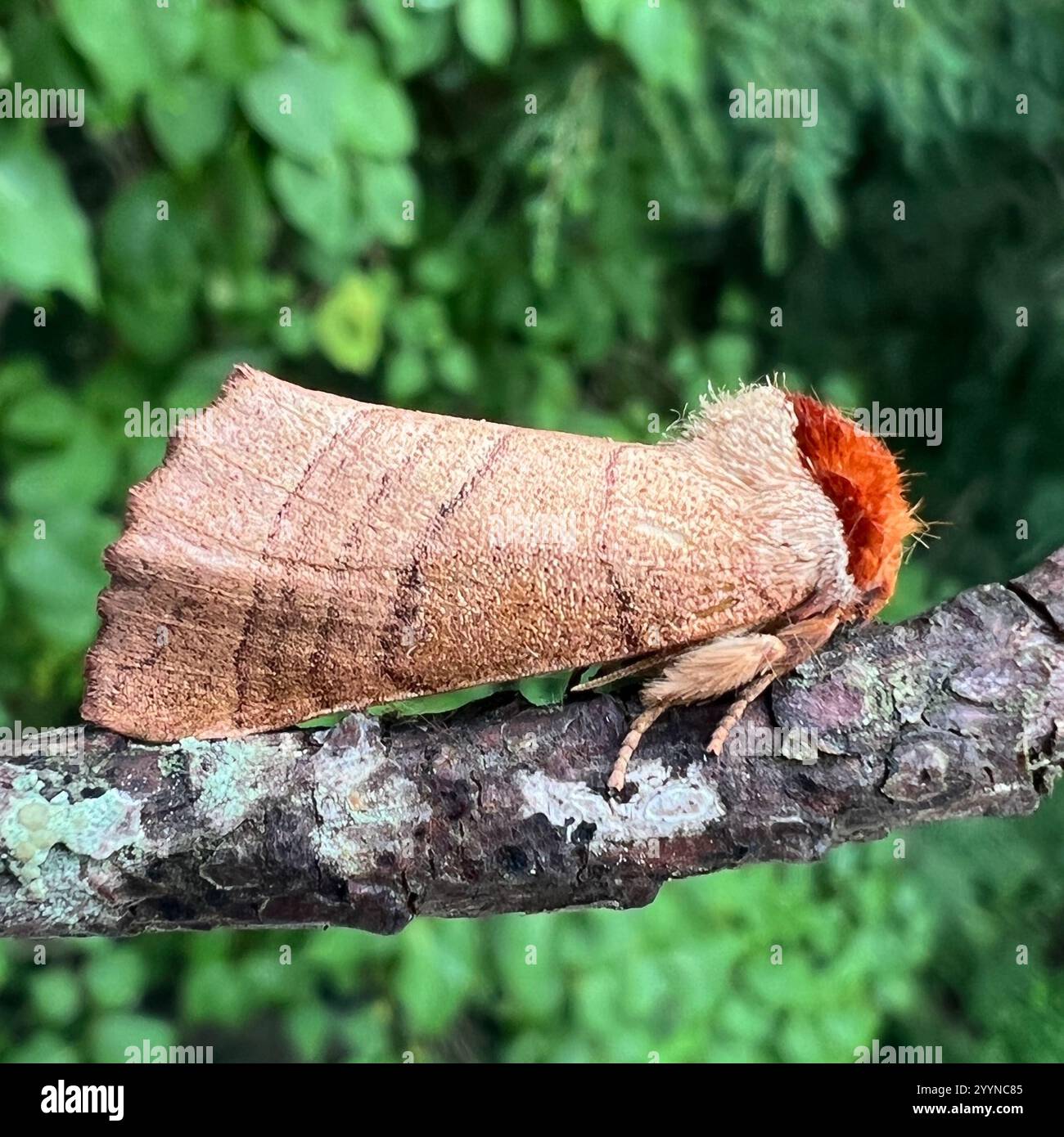 Yellow-necked Caterpillar Moth (Datana ministra Stock Photo - Alamy