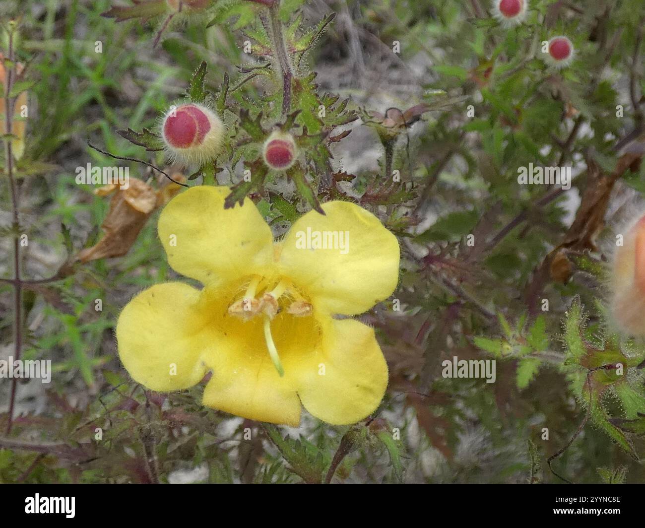 Combleaf Yellow False Foxglove (Aureolaria pectinata Stock Photo - Alamy