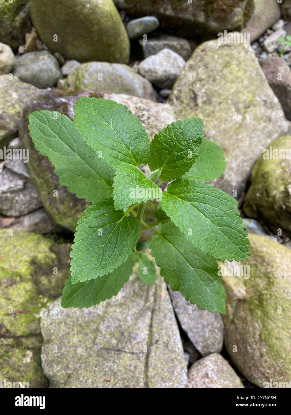 Coastal Hedge-nettle (Stachys chamissonis Stock Photo - Alamy