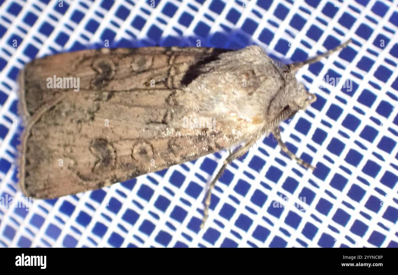 Turnip Moth (Agrotis segetum Stock Photo - Alamy