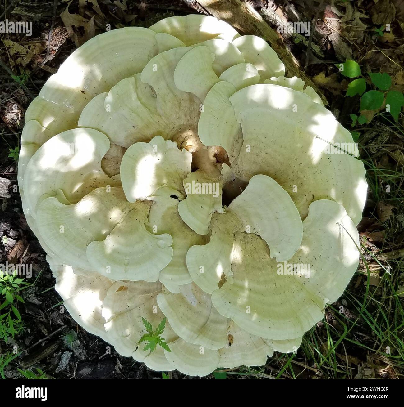 Berkeley's Polypore (Bondarzewia berkeleyi Stock Photo - Alamy