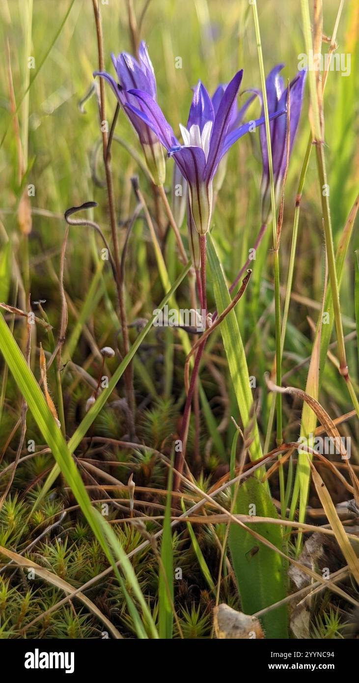 crown brodiaea (Brodiaea coronaria Stock Photo - Alamy