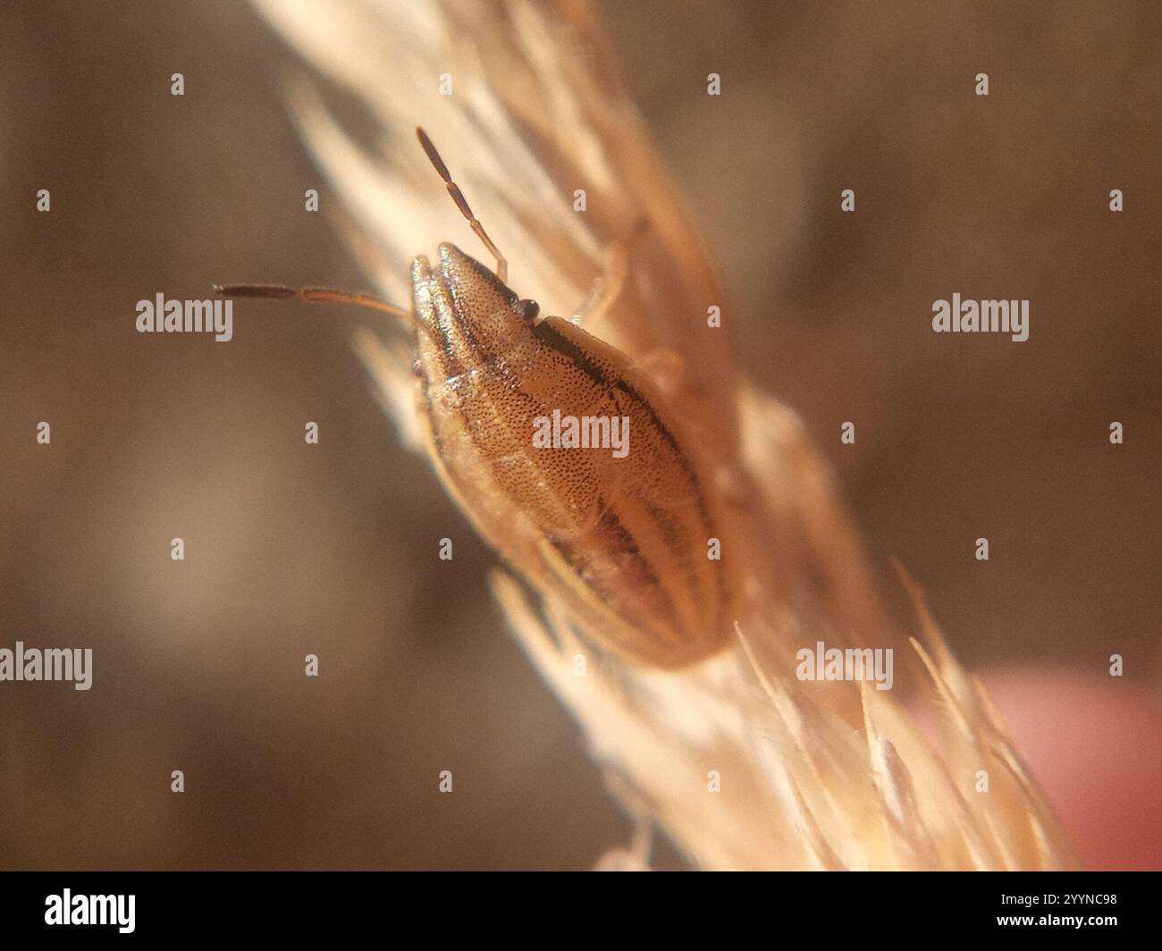 Bishop's Mitre Shield Bug (Aelia acuminata Stock Photo - Alamy