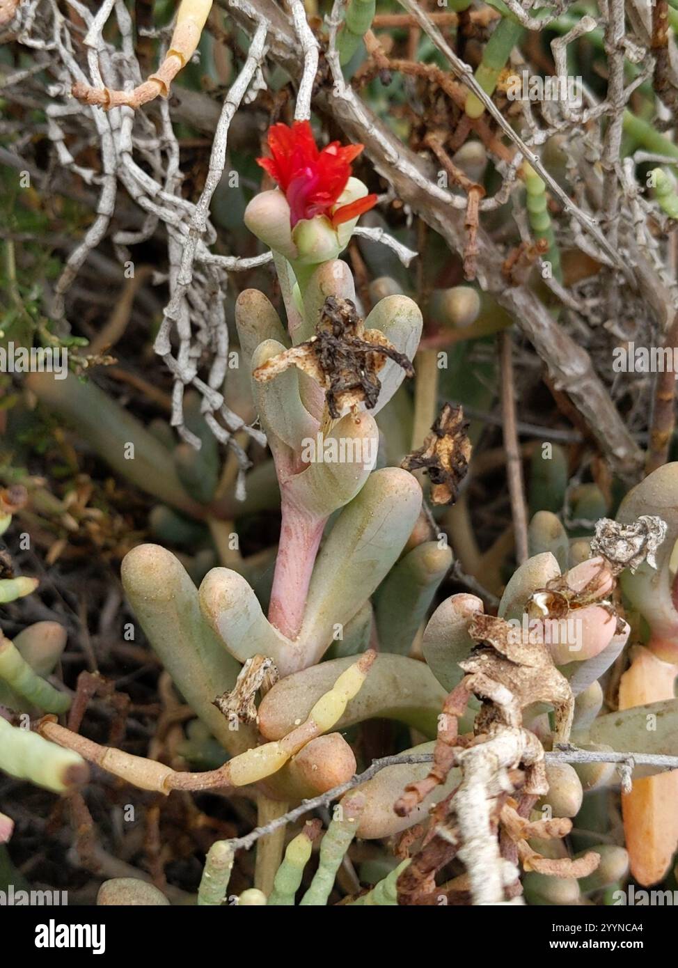 Malephora crocea hi-res stock photography and images - Alamy