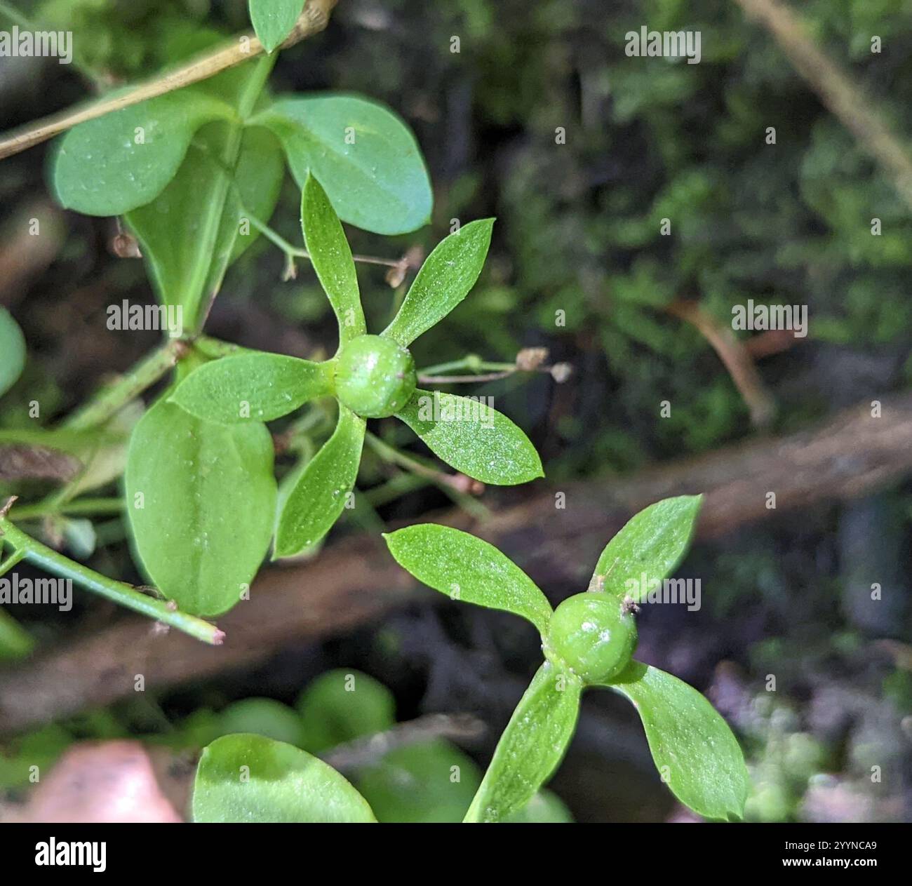Coastal Rose Gentian (Sabatia calycina Stock Photo - Alamy