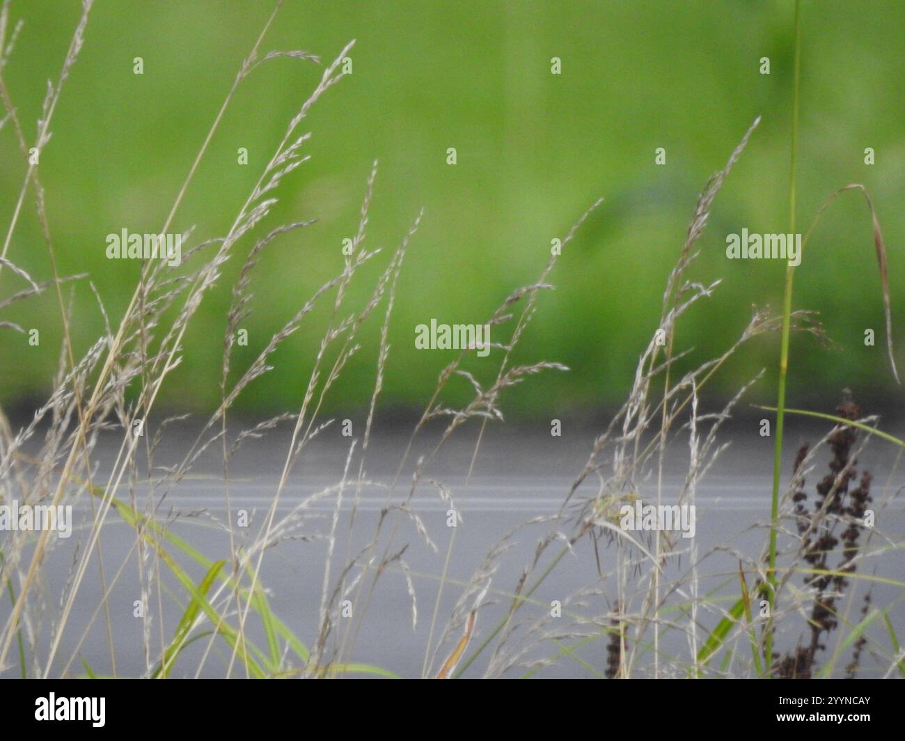 tall oat grass (Arrhenatherum elatius Stock Photo - Alamy