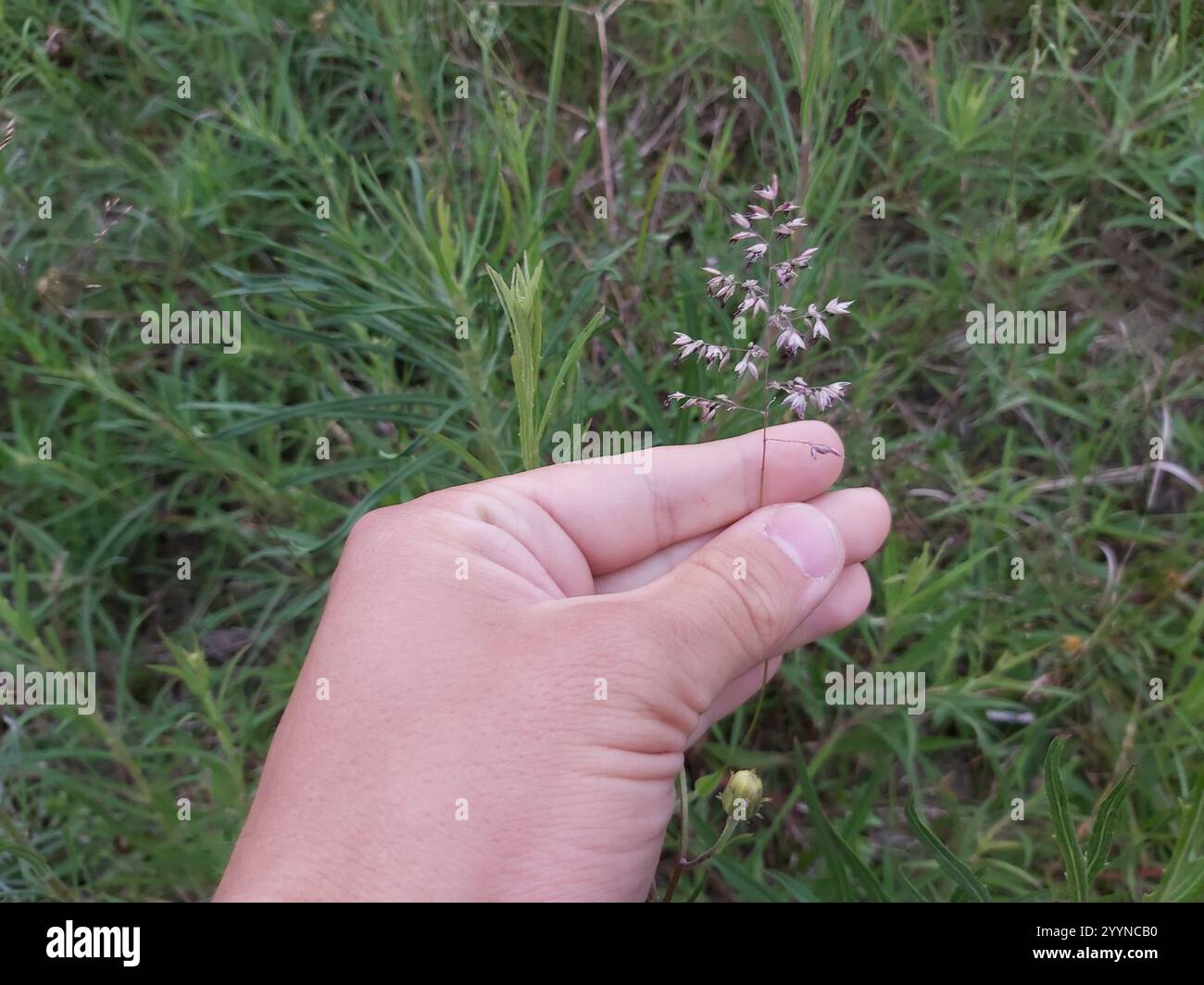 Yorkshire fog (Holcus lanatus Stock Photo - Alamy