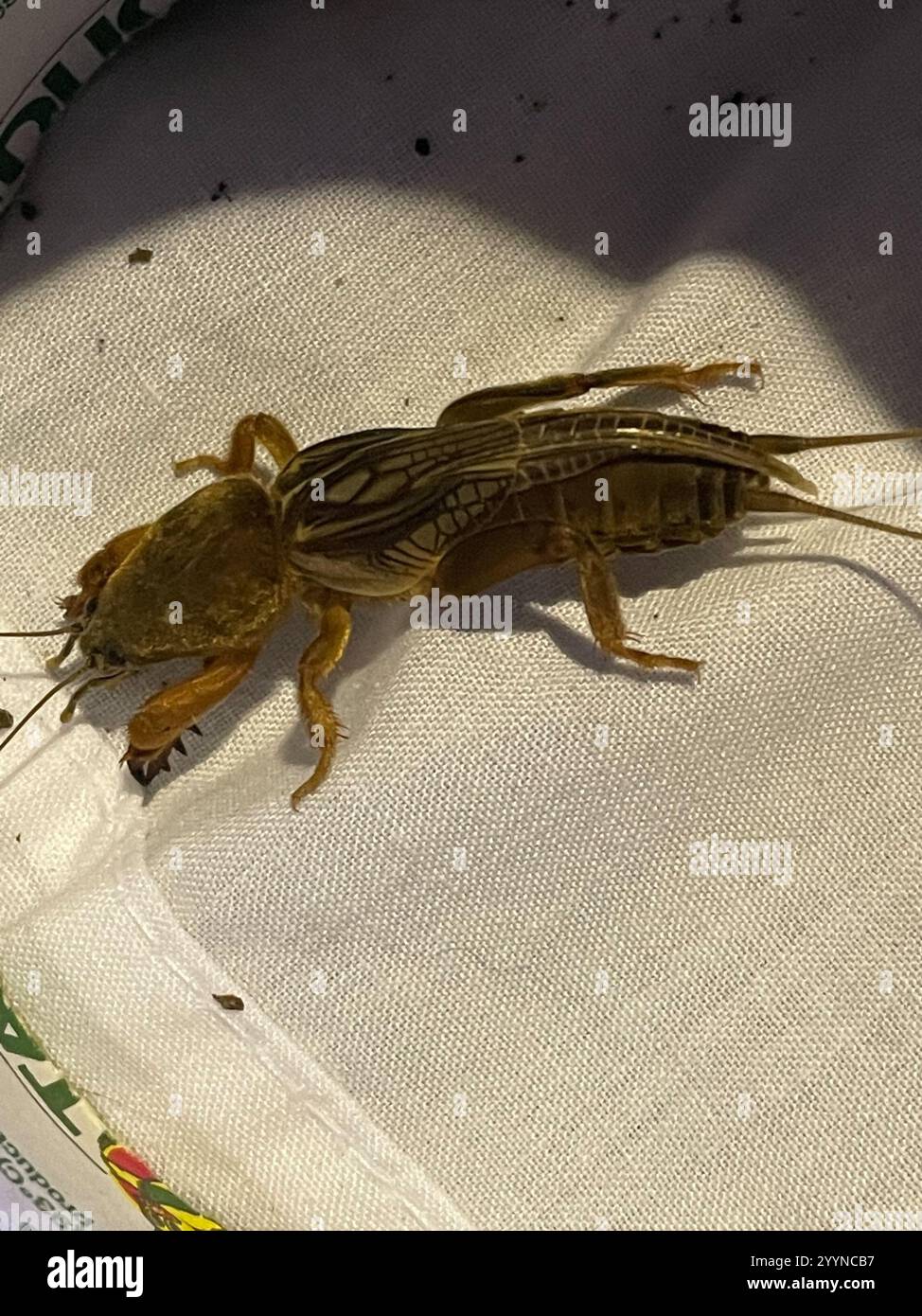 Northern Mole Cricket (Neocurtilla hexadactyla Stock Photo - Alamy