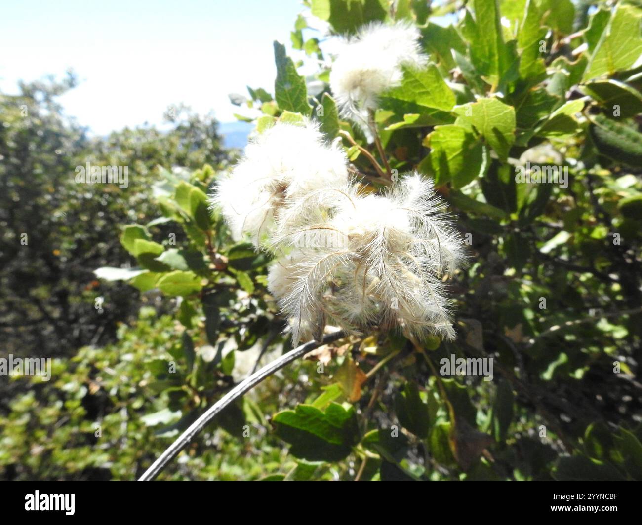 Pipestem Clematis (Clematis lasiantha Stock Photo - Alamy