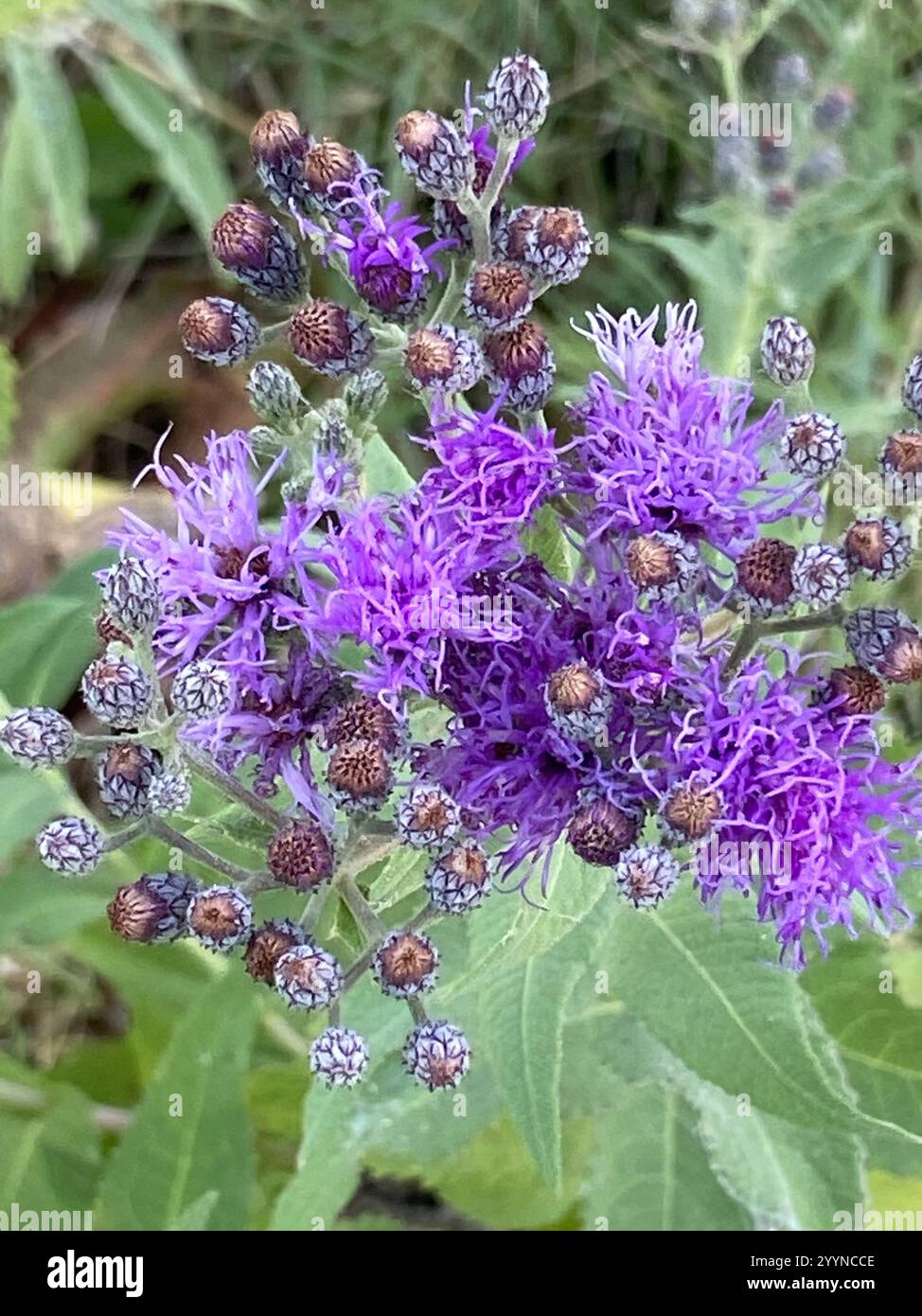 Western Ironweed (Vernonia baldwinii Stock Photo - Alamy