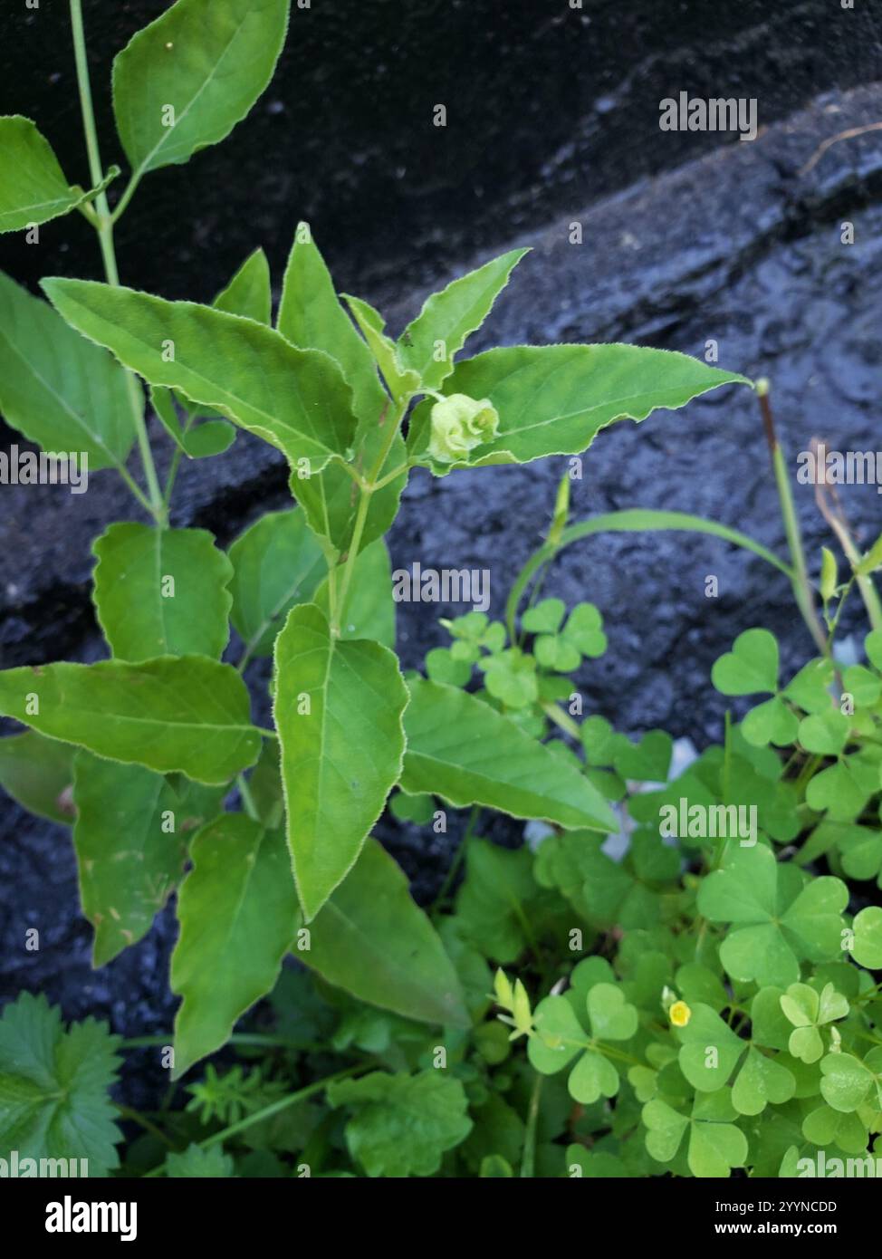 Wild Four o'Clock (Mirabilis nyctaginea Stock Photo - Alamy