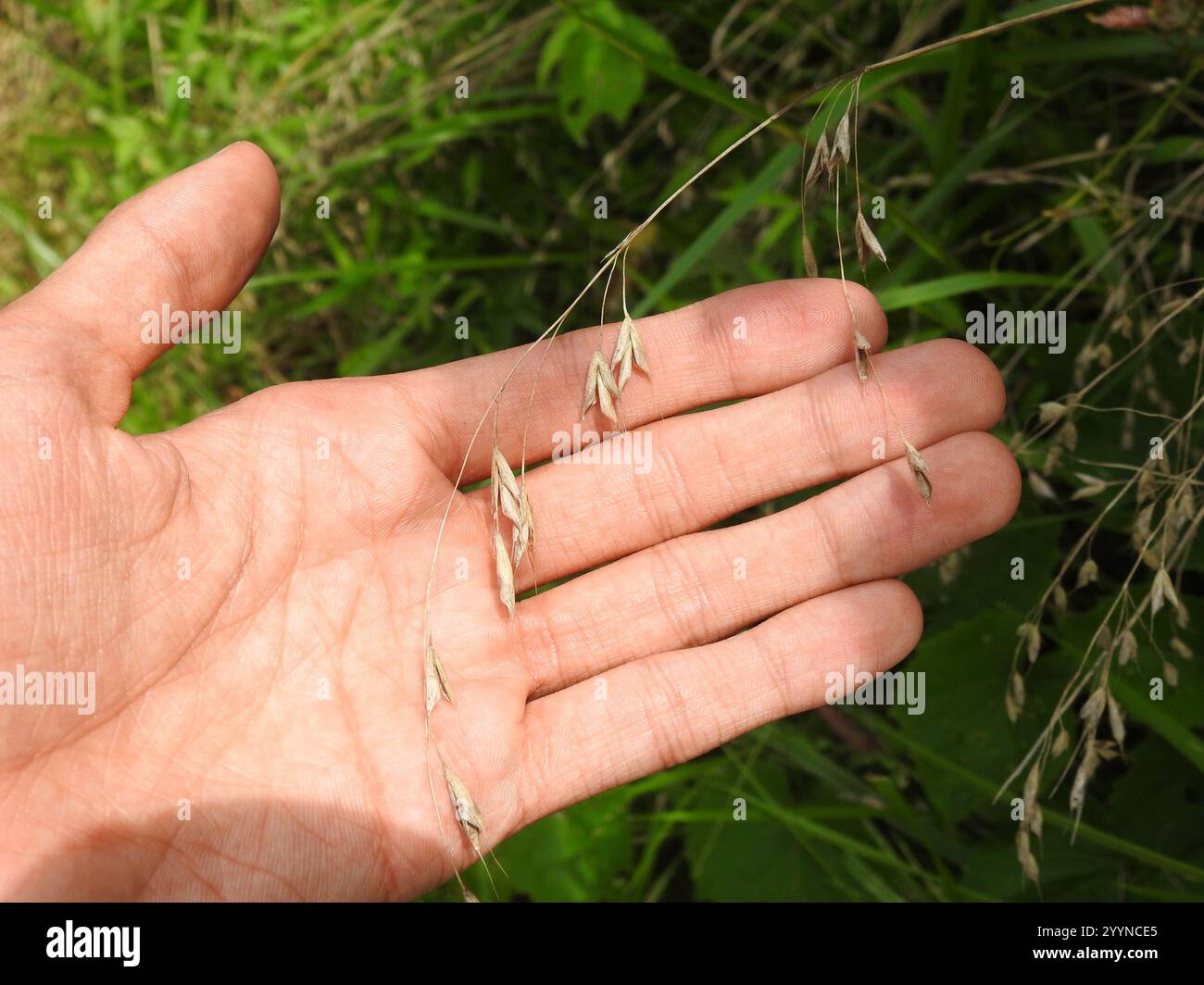 American manna grass (Glyceria grandis Stock Photo - Alamy
