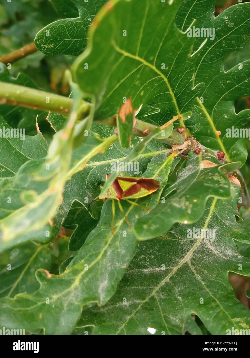 Hawthorn Shield Bug (Acanthosoma haemorrhoidale Stock Photo - Alamy