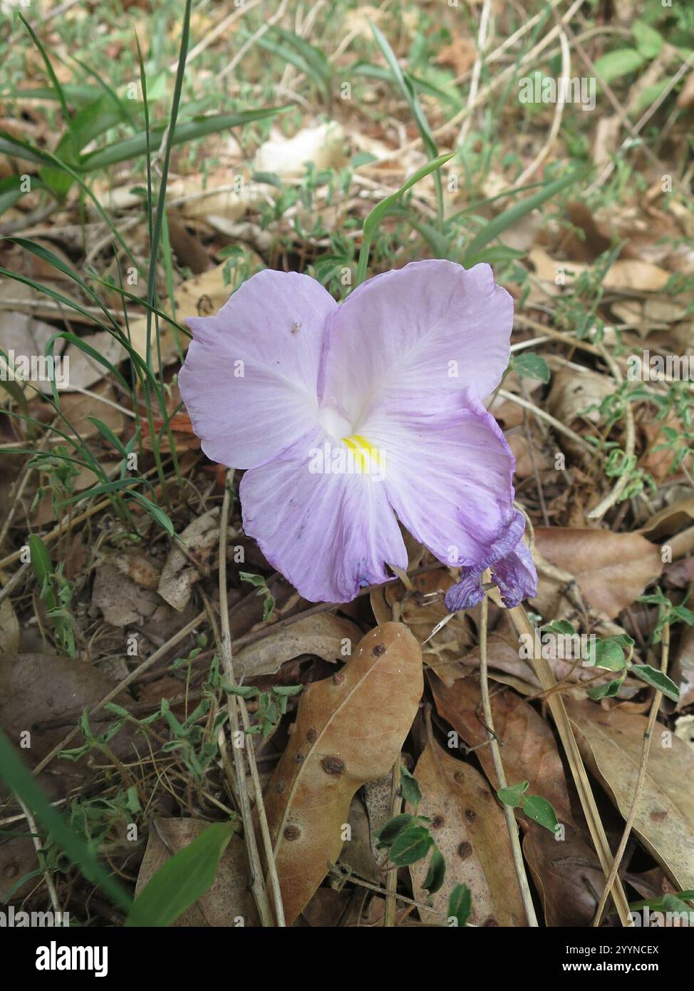 Natal ginger (Siphonochilus aethiopicus Stock Photo - Alamy