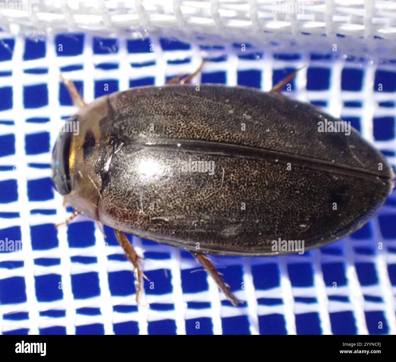 Cosmopolitan Diving Beetle (Rhantus suturalis Stock Photo - Alamy