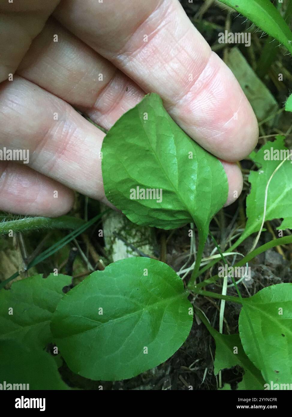 shinleaf (Pyrola elliptica Stock Photo - Alamy